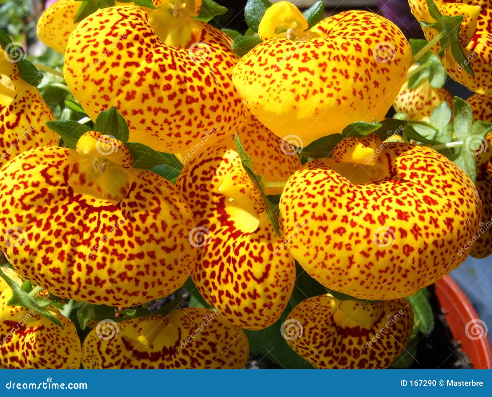 Flor japonesa foto de archivo. Imagen de amarillo, colores - 167290