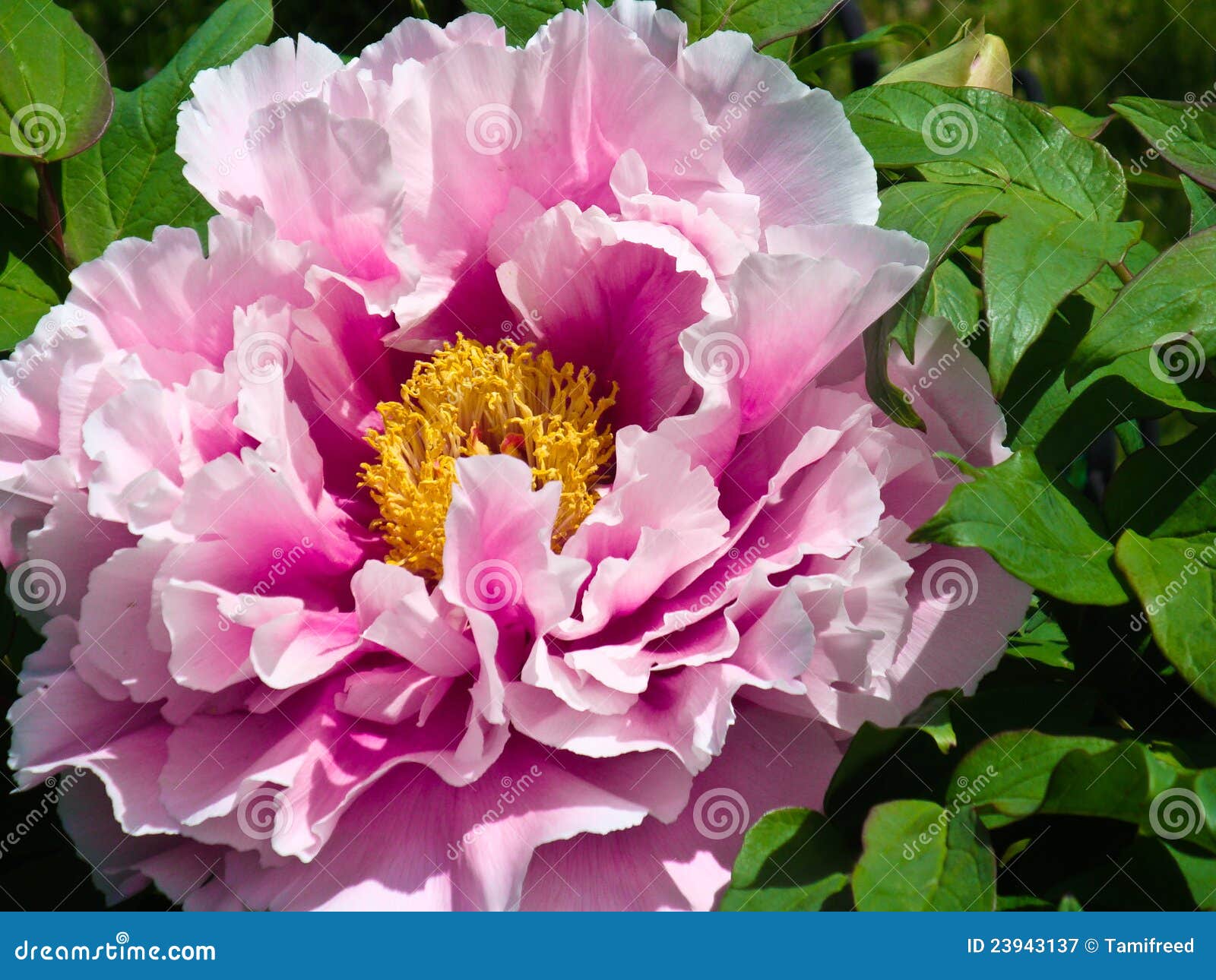 Flor japonesa del Peony imagen de archivo. Imagen de rosa - 23943137