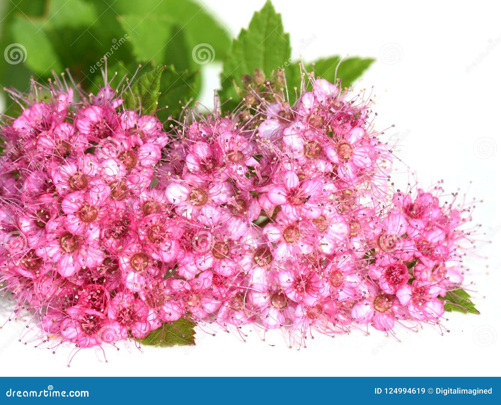 Flor Japonesa Rosada Del Spirea Aislada Imagen de archivo - Imagen de ...