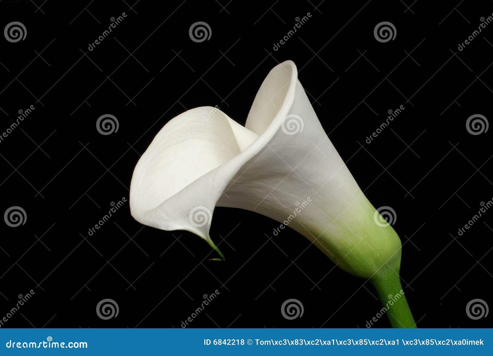 Flor (Kala) foto de archivo. Imagen de colorido, granjero - 6842218