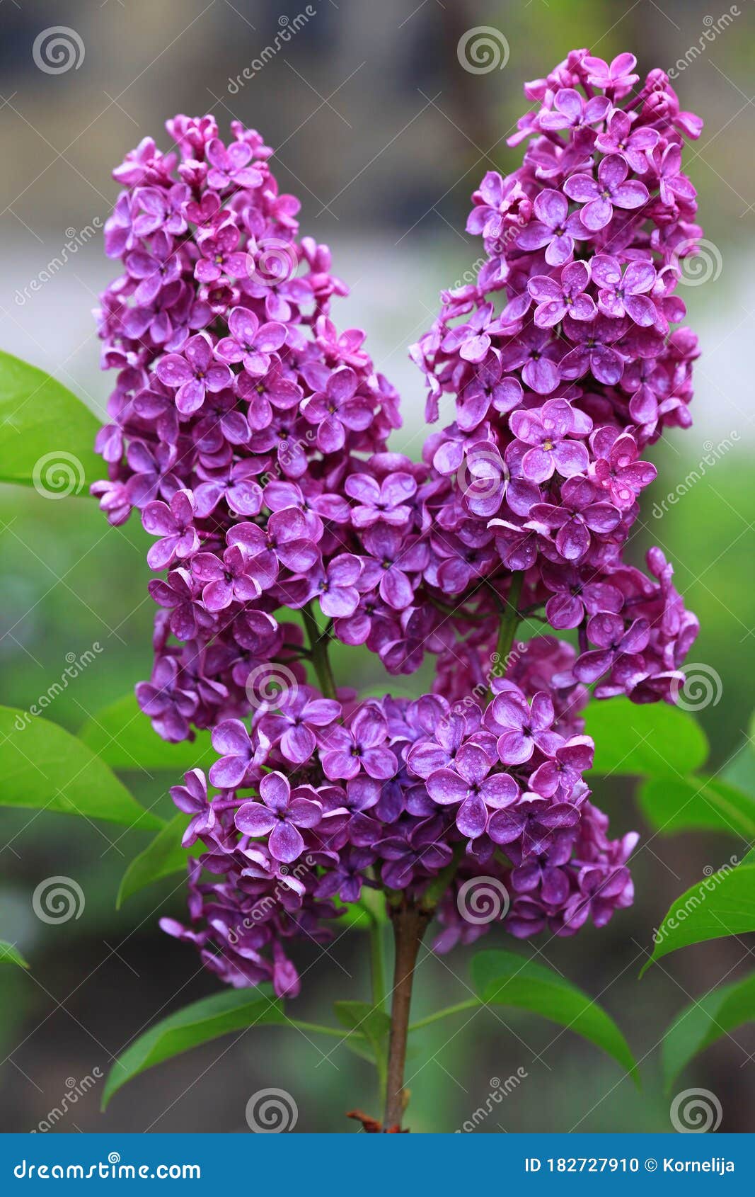 Flor lila violeta foto de archivo. Imagen de pureza - 182727910