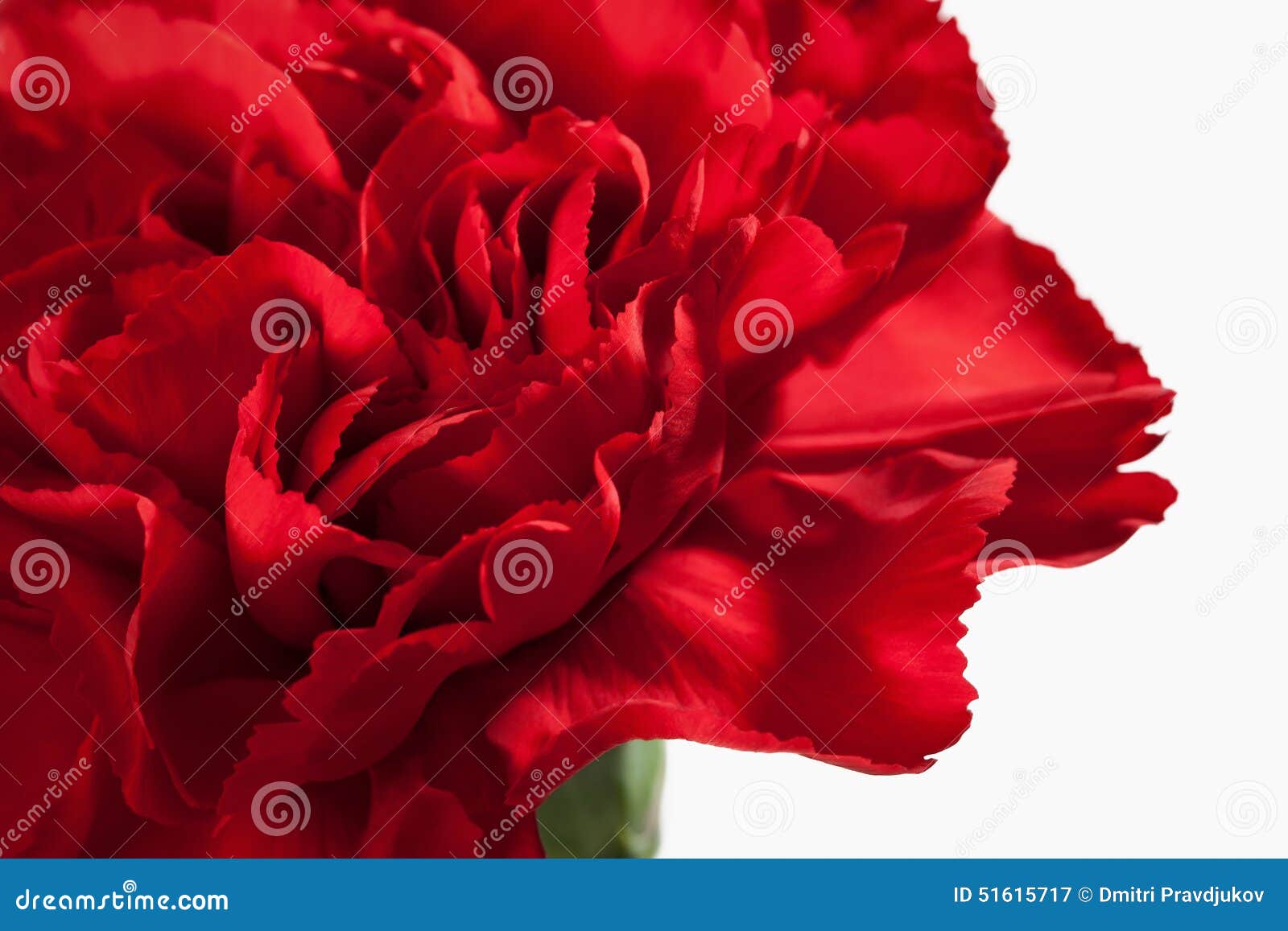 Flor Macro Roja Del Ramo De Los Claveles Imagen de archivo - Imagen de ...