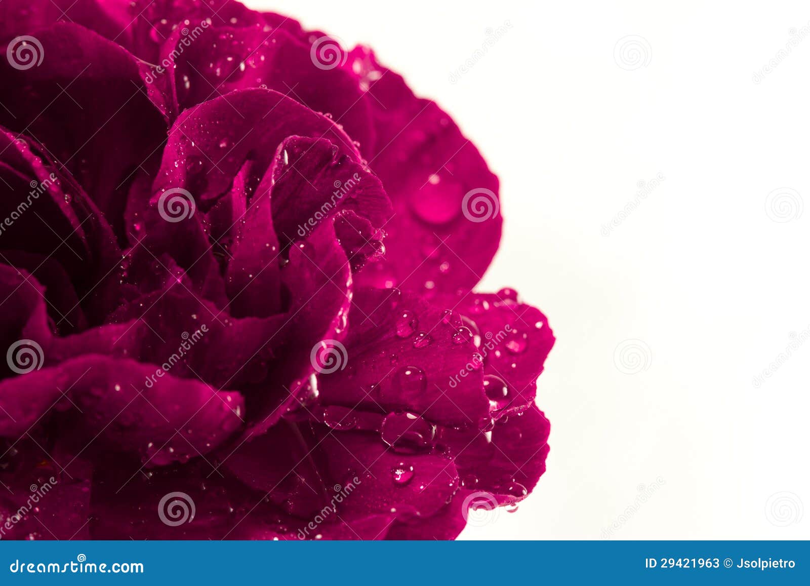 Flor Magenta Con Las Gotitas De Agua Imagen de archivo - Imagen de agua ...