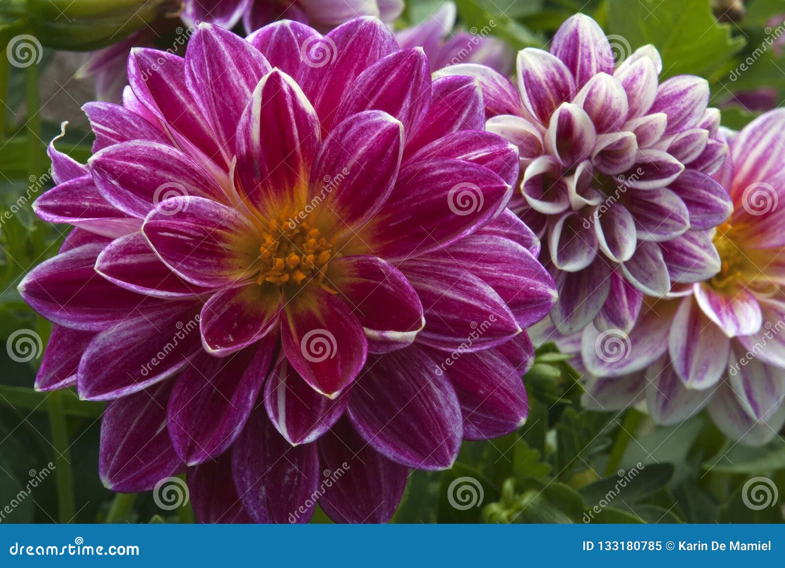 Flor Magenta De Una Planta De La Dalia Imagen de archivo - Imagen de ...