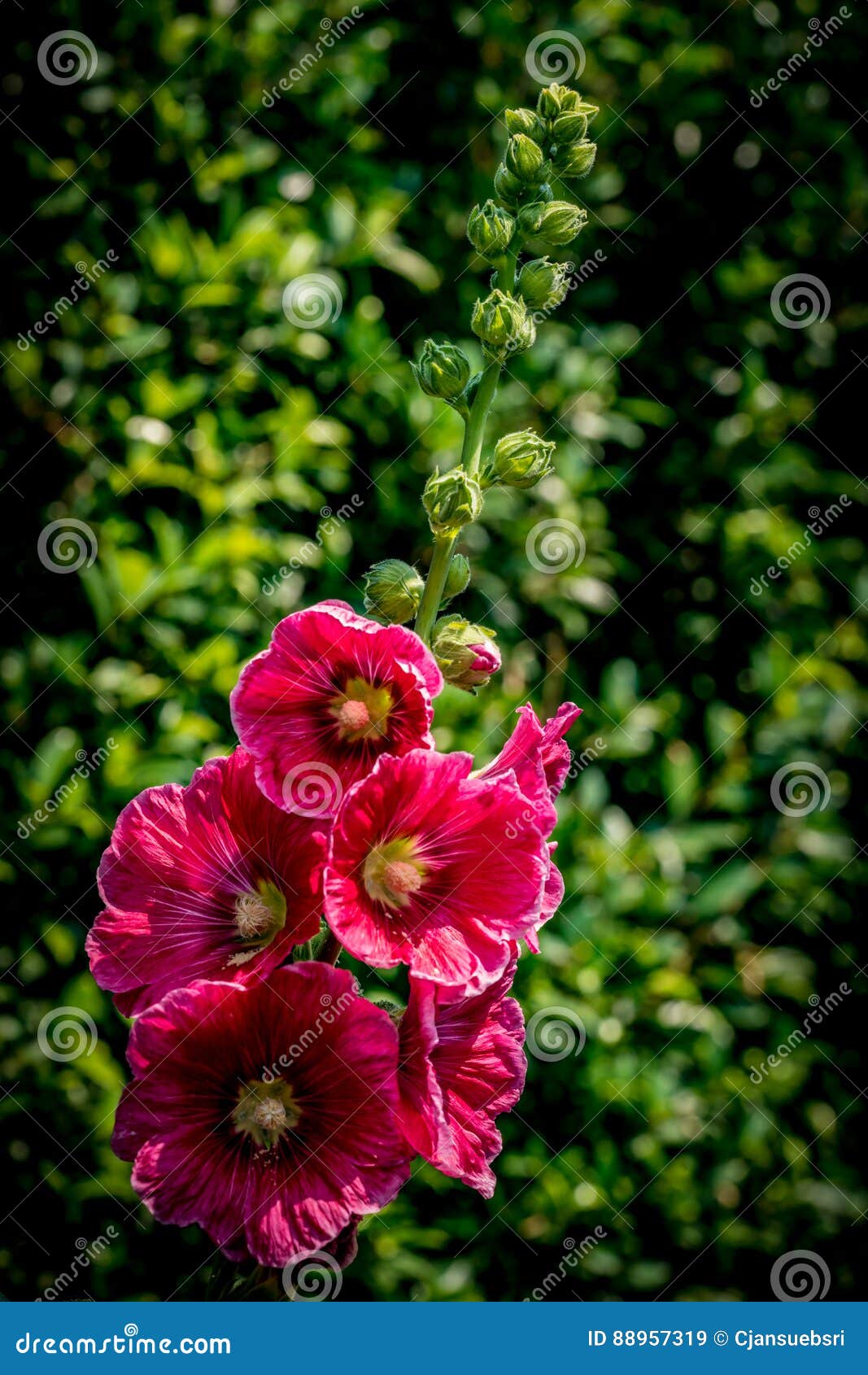 Flor Magenta Nas Folhas Verdes Imagem de Stock - Imagem de violeta ...