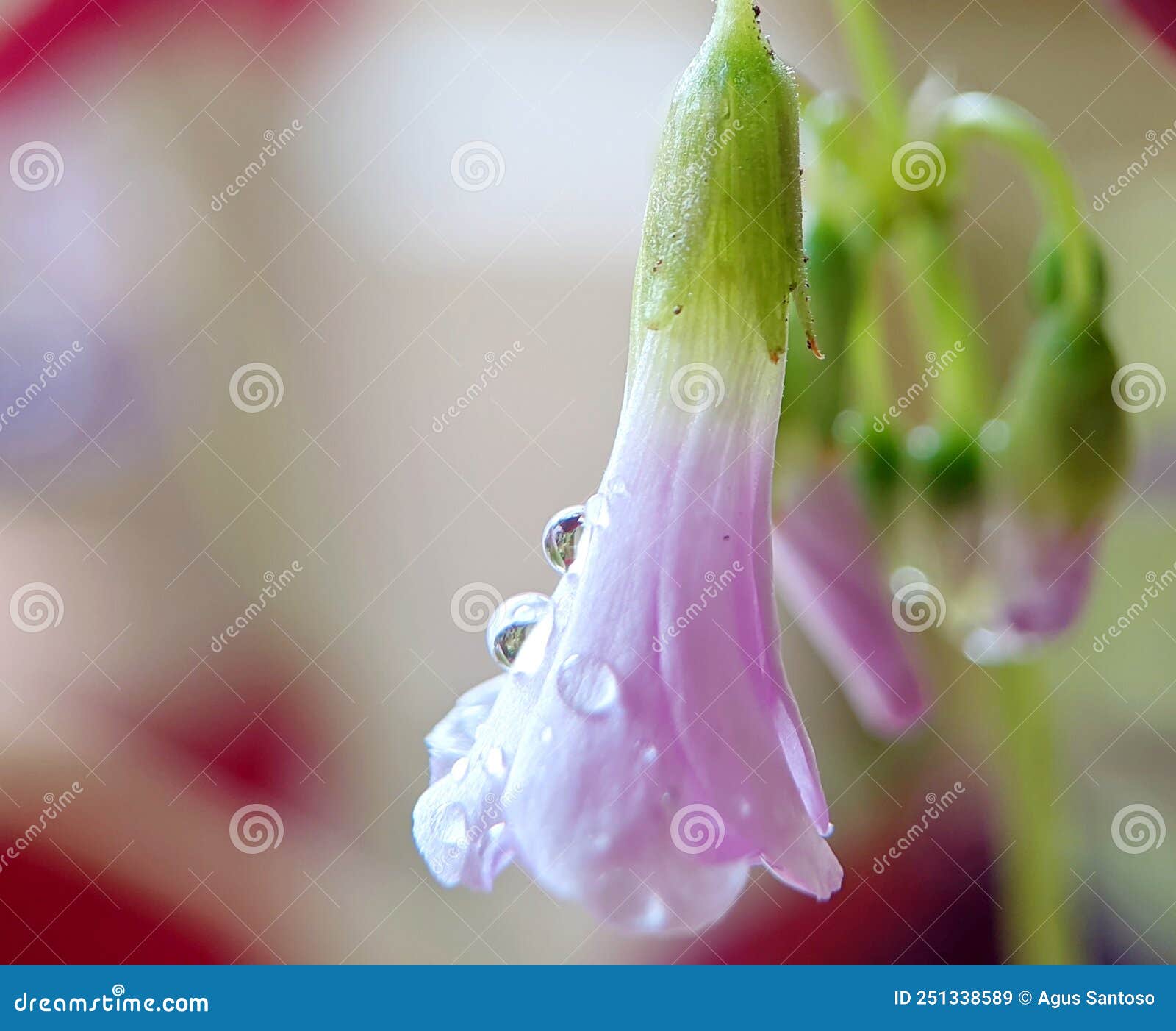 Flor Marchita Salpicada De Agua 15 Imagen de archivo - Imagen de verde ...