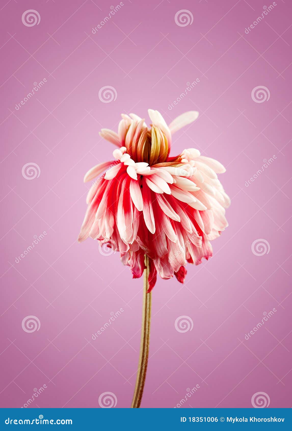 Flor marchitada crisantemo foto de archivo. Imagen de rosa - 18351006
