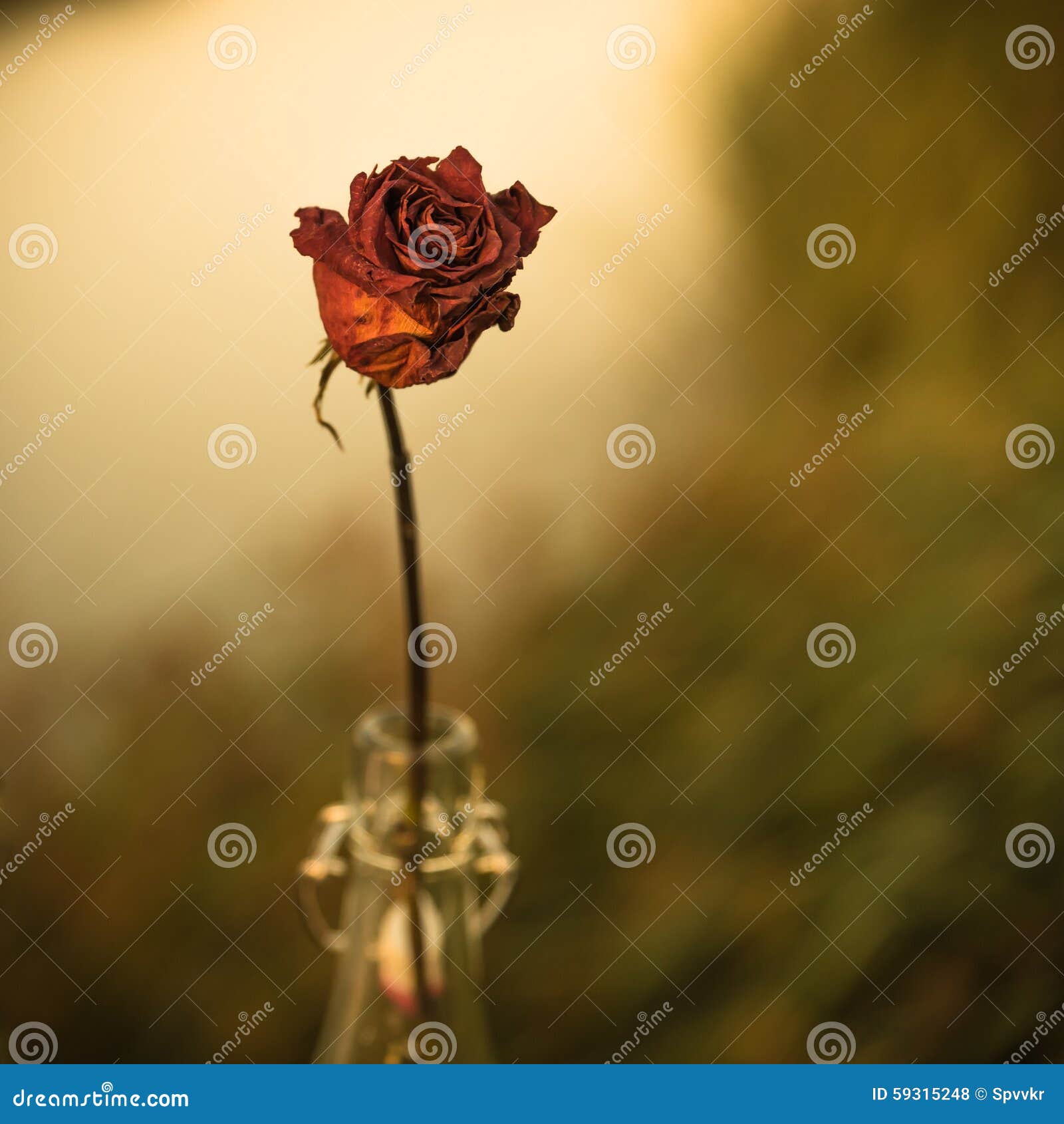 Flor Marchitada En La Botella Foto de archivo - Imagen de brillante ...