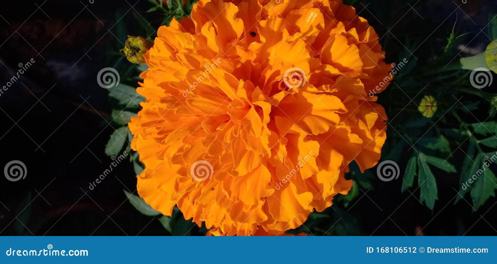 Flor Marigold foto de stock. Imagem de inverno, nave - 168106512