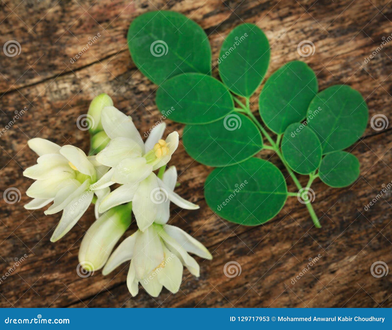 Flor Medicinal De Moringa Con Las Hojas Verdes Imagen de archivo ...