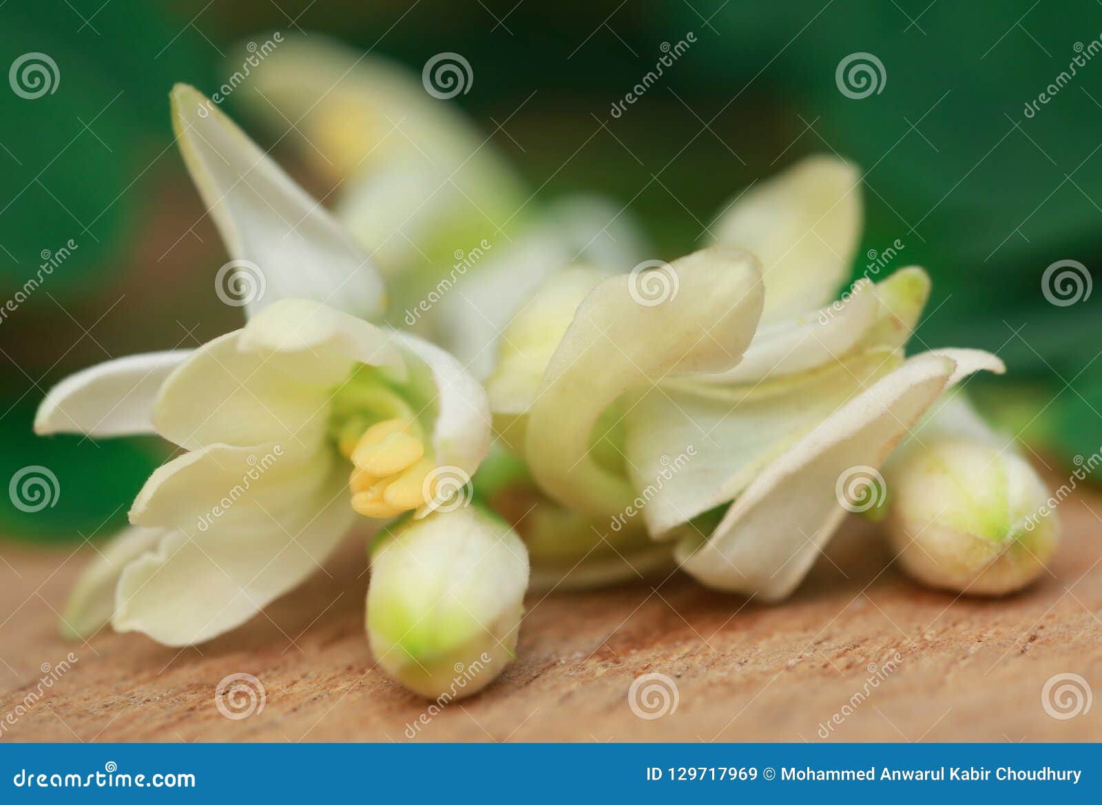 Flor Medicinal De Moringa Con Las Hojas Verdes Imagen de archivo ...