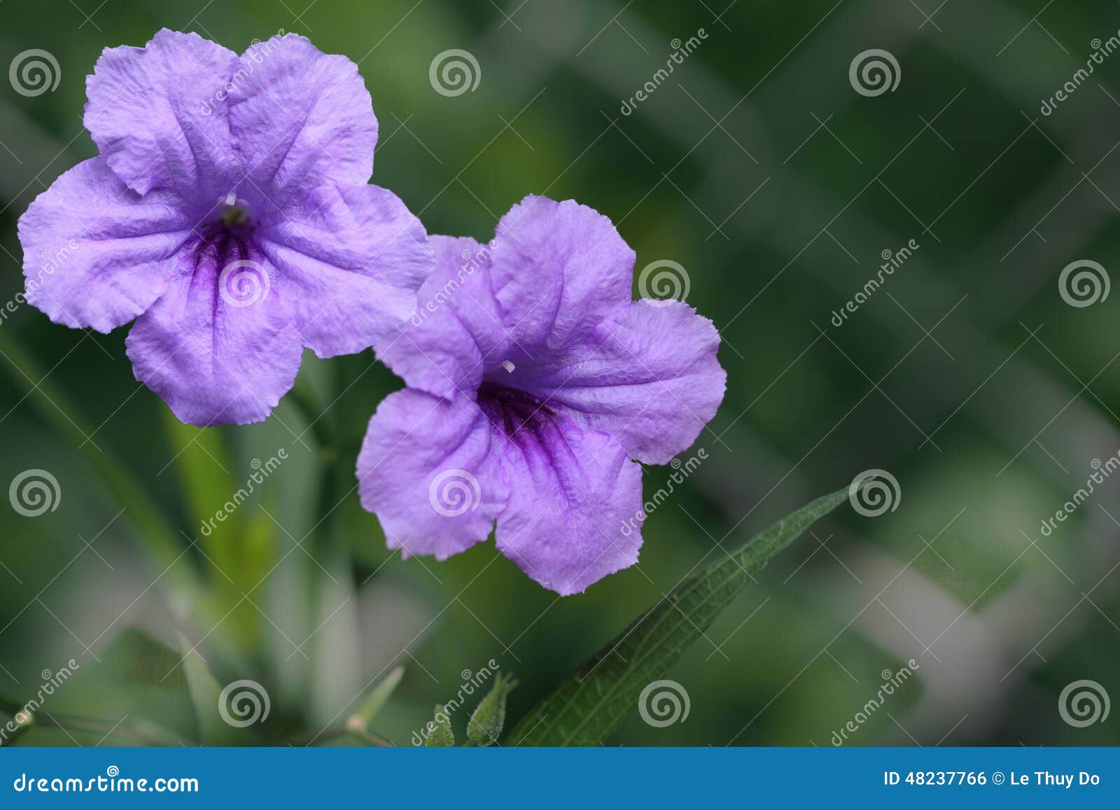 Flor Mexicana De La Petunia Foto de archivo - Imagen de azul, planta ...