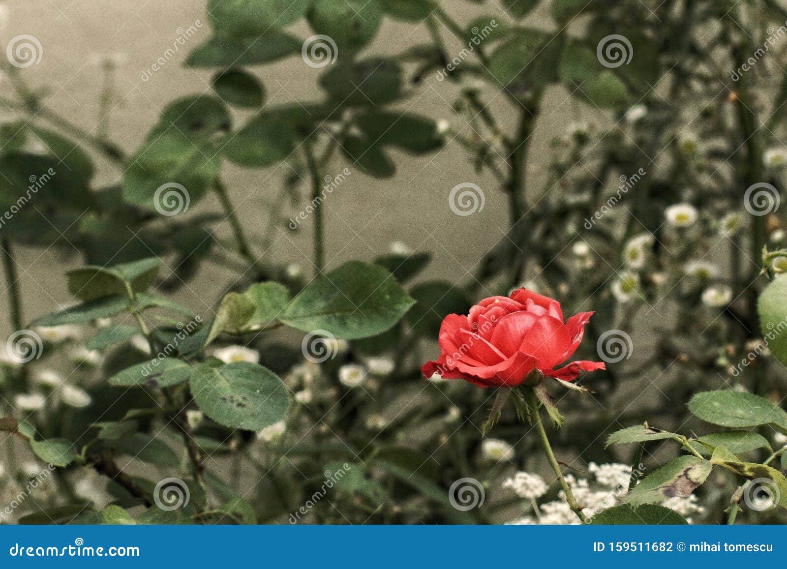 Flor mistica foto de archivo. Imagen de rojo, flor, canon - 159511682