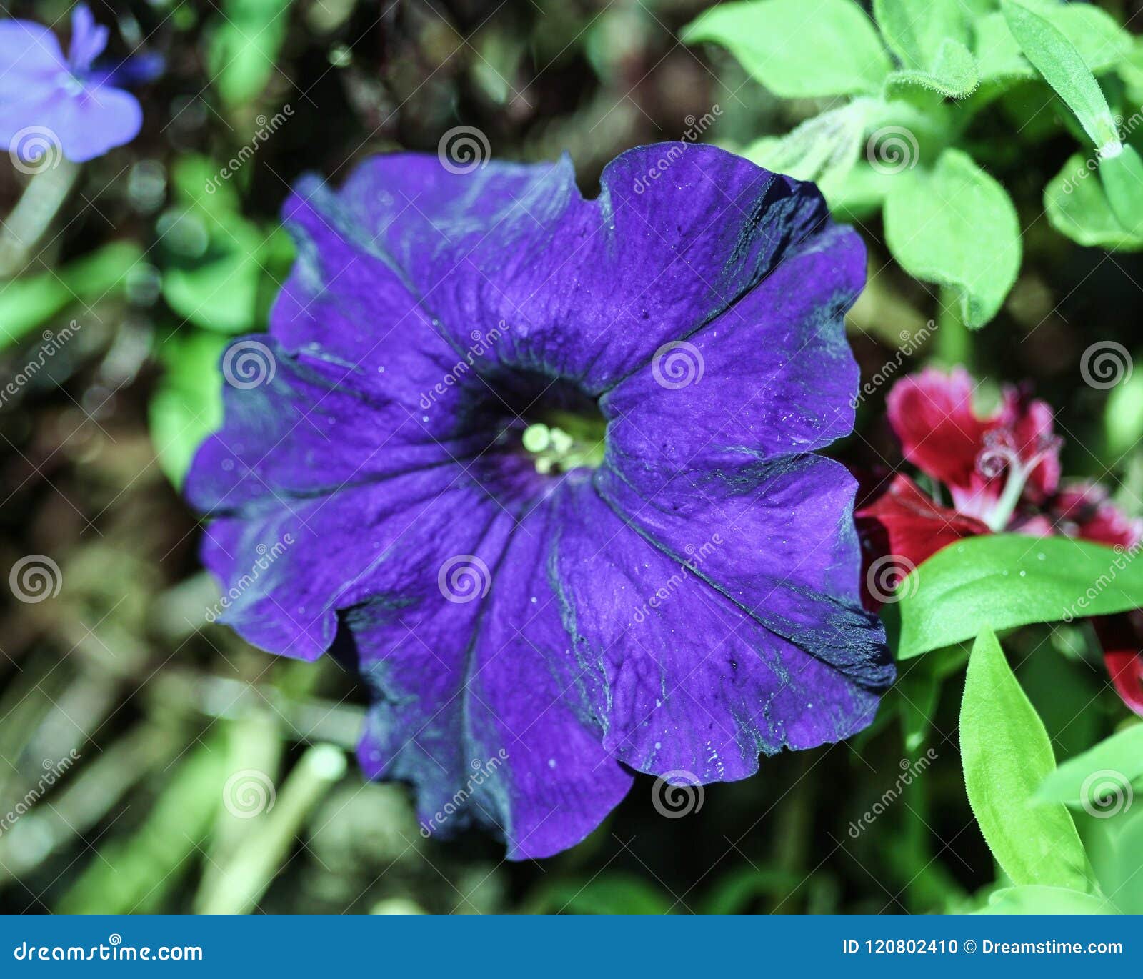 Flor Morada stock photo. Image of hermoso, naturaleza - 120802410