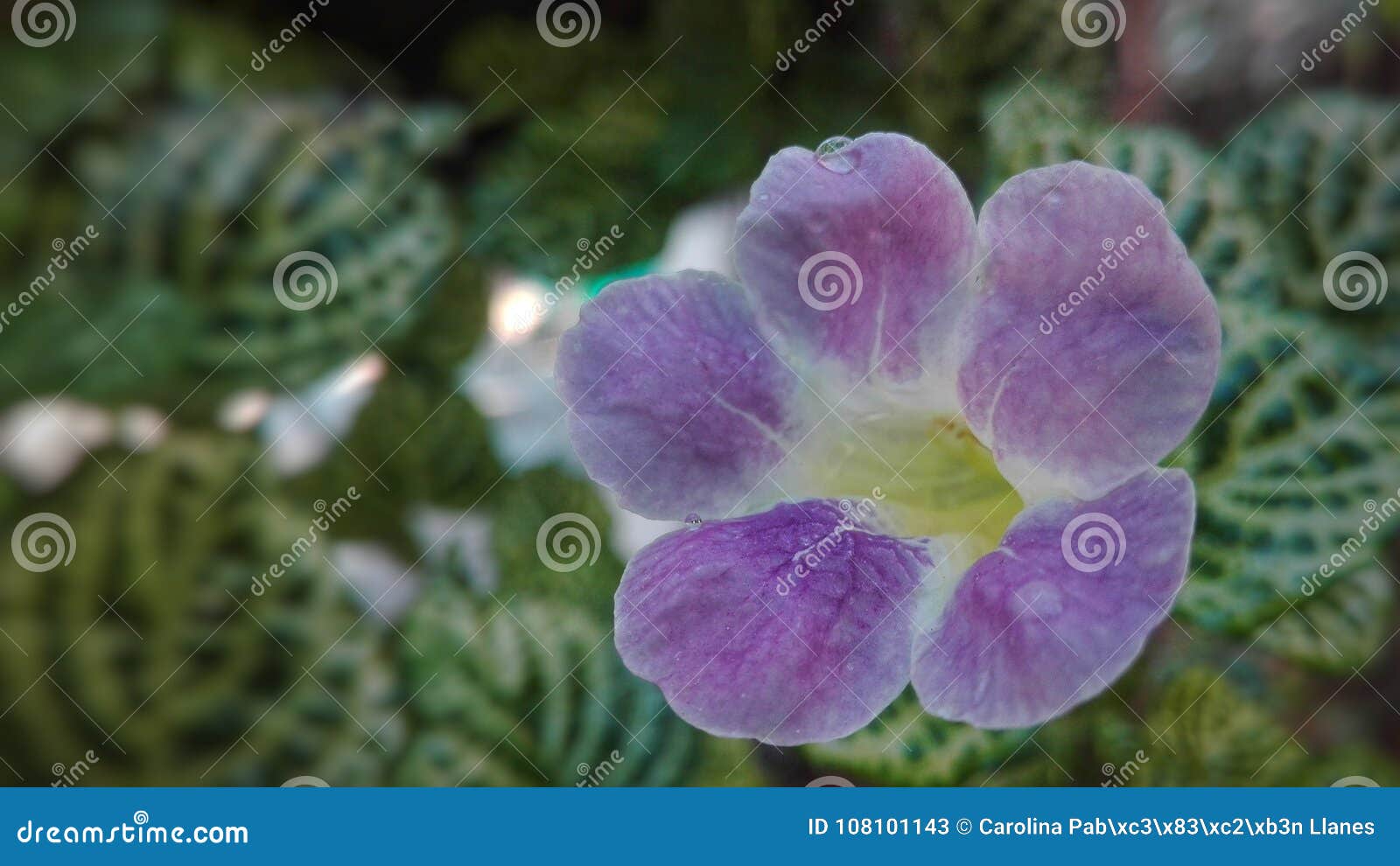 Flor morada stock image. Image of hojas, flor, naturaleza - 108101143