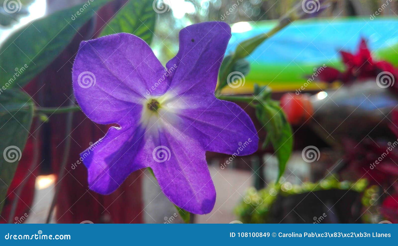 Flor morada stock image. Image of morada, flower, planta - 108100849