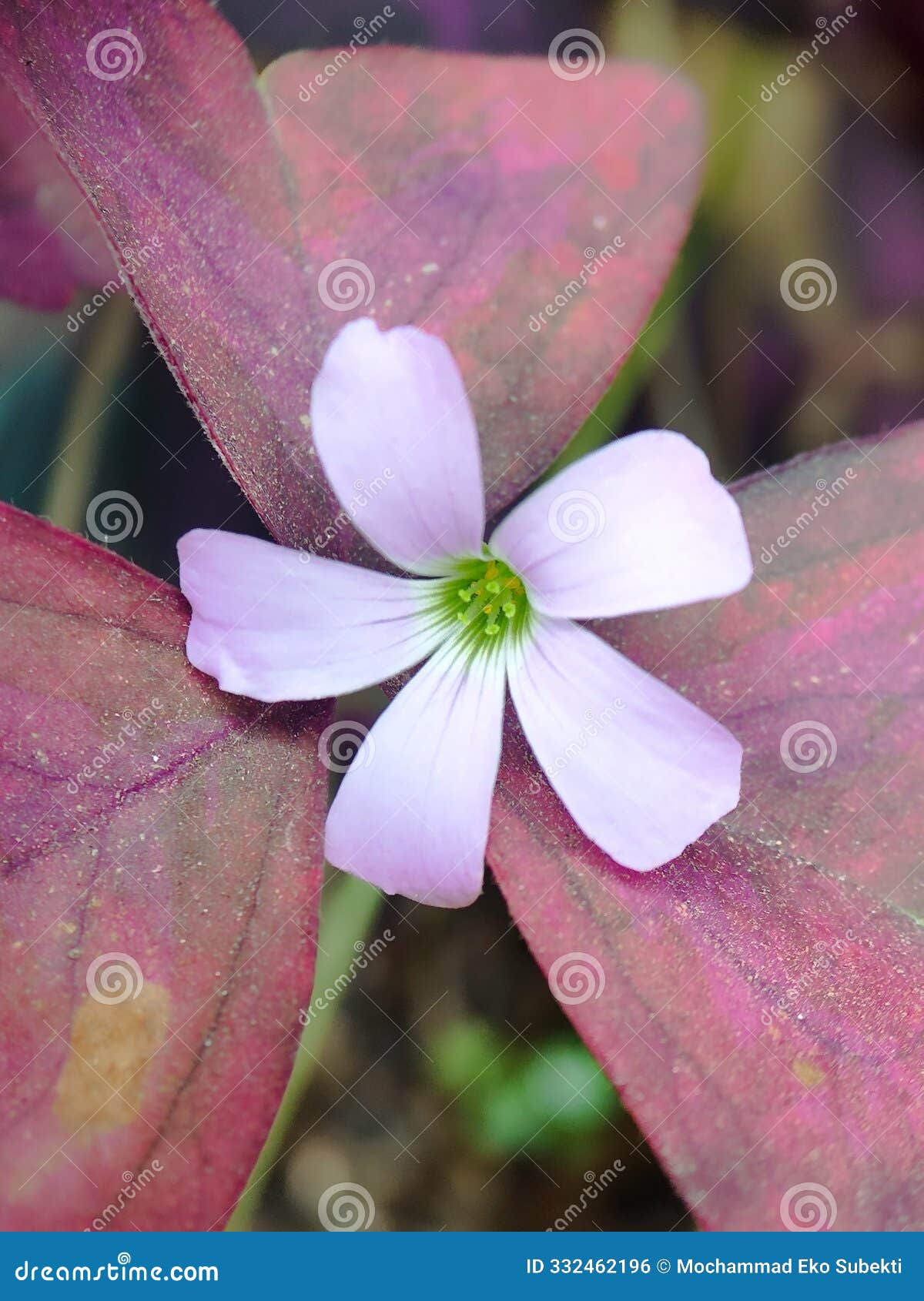 Flor Morada Linda Conocida Como Oxalis Triangularis Foto de archivo ...