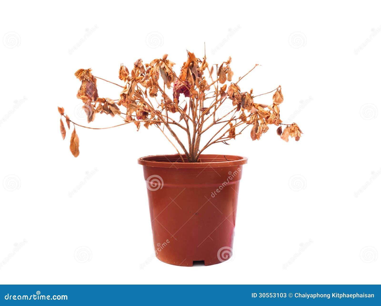 Flor muerta imagen de archivo. Imagen de crecimiento - 30553103