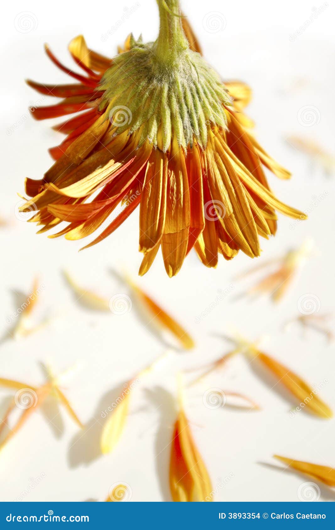 Flor muerta foto de archivo. Imagen de floral, amor, muerto - 3893354