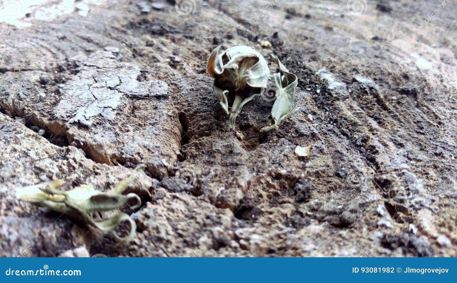 Flor muerta foto de archivo. Imagen de muerto, madera - 93081982