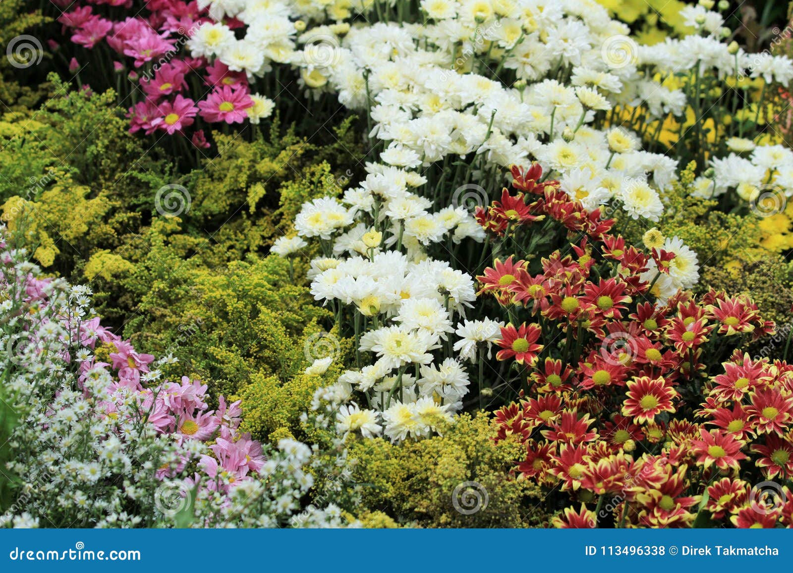 Flor Multi-colored foto de stock. Imagem de buquê, multicor - 113496338