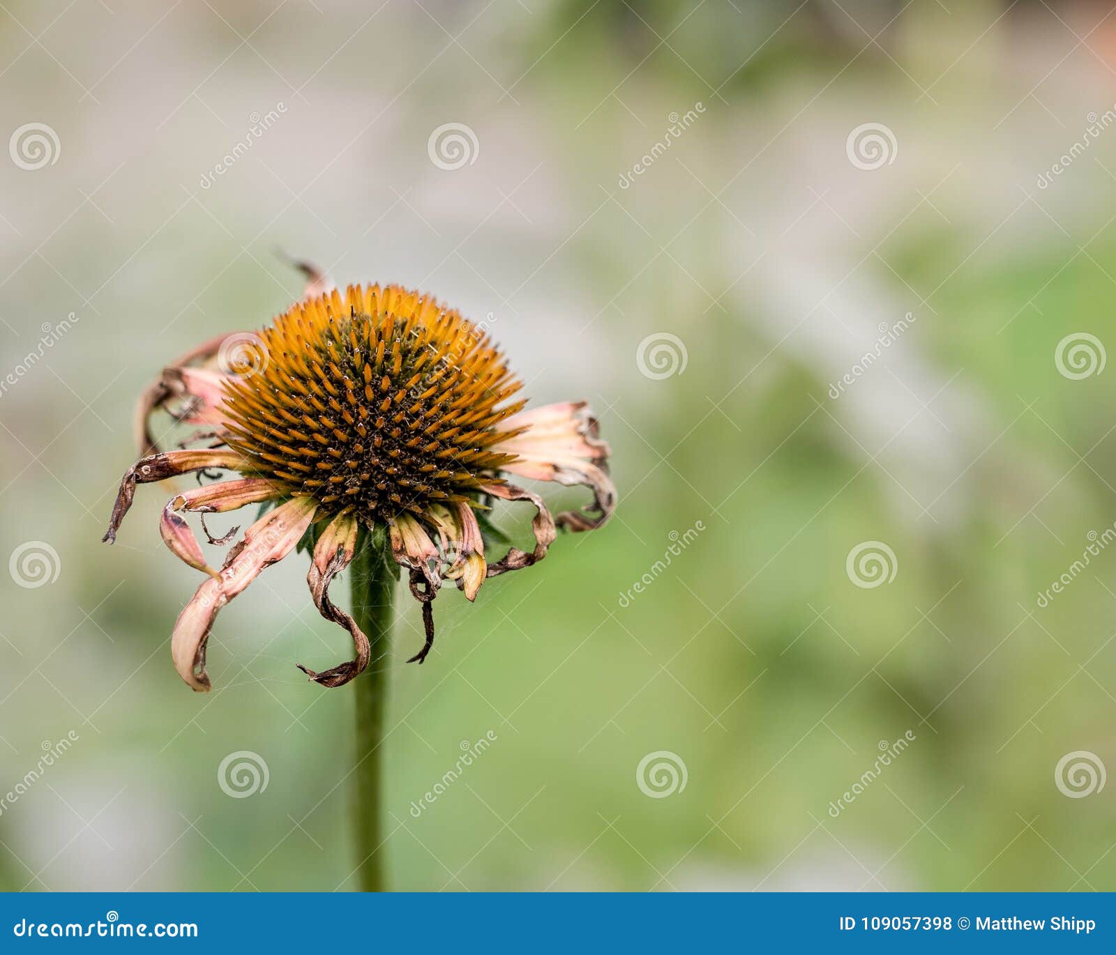 Flor Murcho E Morrendo Do Cone Foto de Stock - Imagem de verde, semente ...