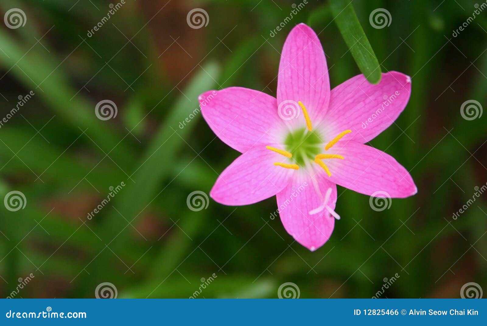 Flor na cor-de-rosa foto de stock. Imagem de plantas - 12825466
