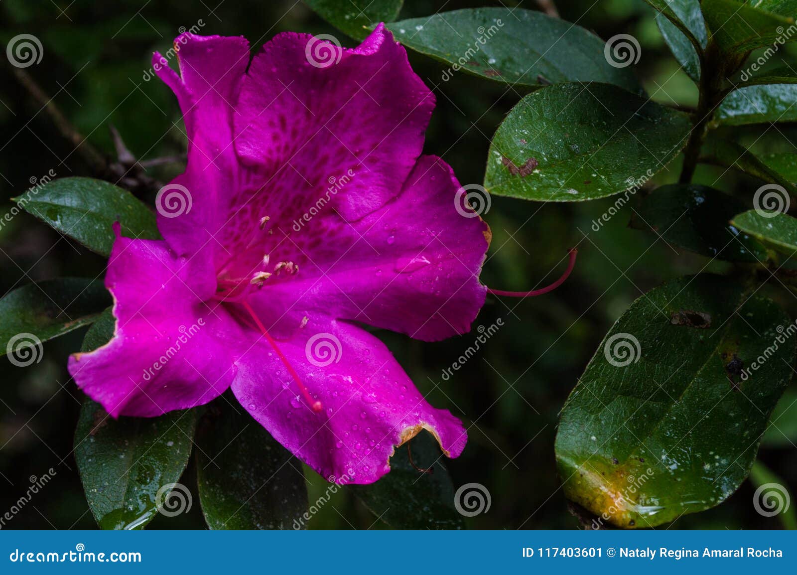 Flor Na Cor Cor-de-rosa Da Chamada Do Azaleia Imagem de Stock - Imagem ...