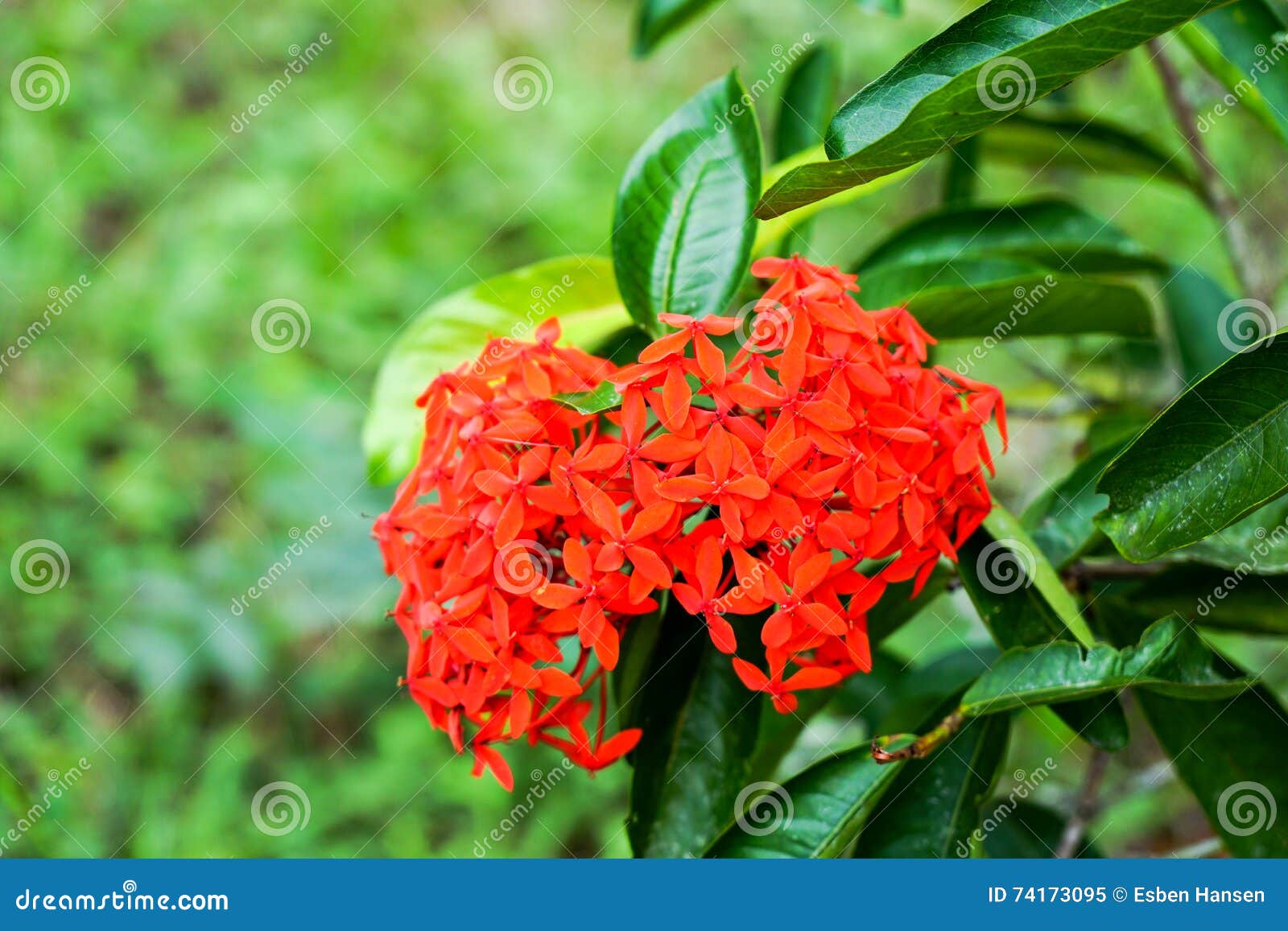 Flor nacional de Cuba imagen de archivo. Imagen de grande - 74173095