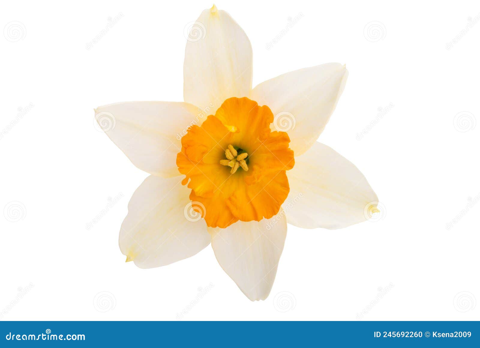 Flor narcisa aislada foto de archivo. Imagen de travieso - 245692260