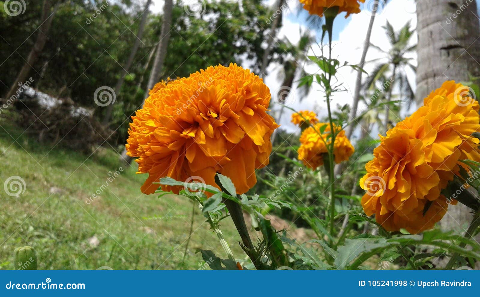 Flor Natural De Daspethiya De Sri Lanka Foto de archivo - Imagen de ...