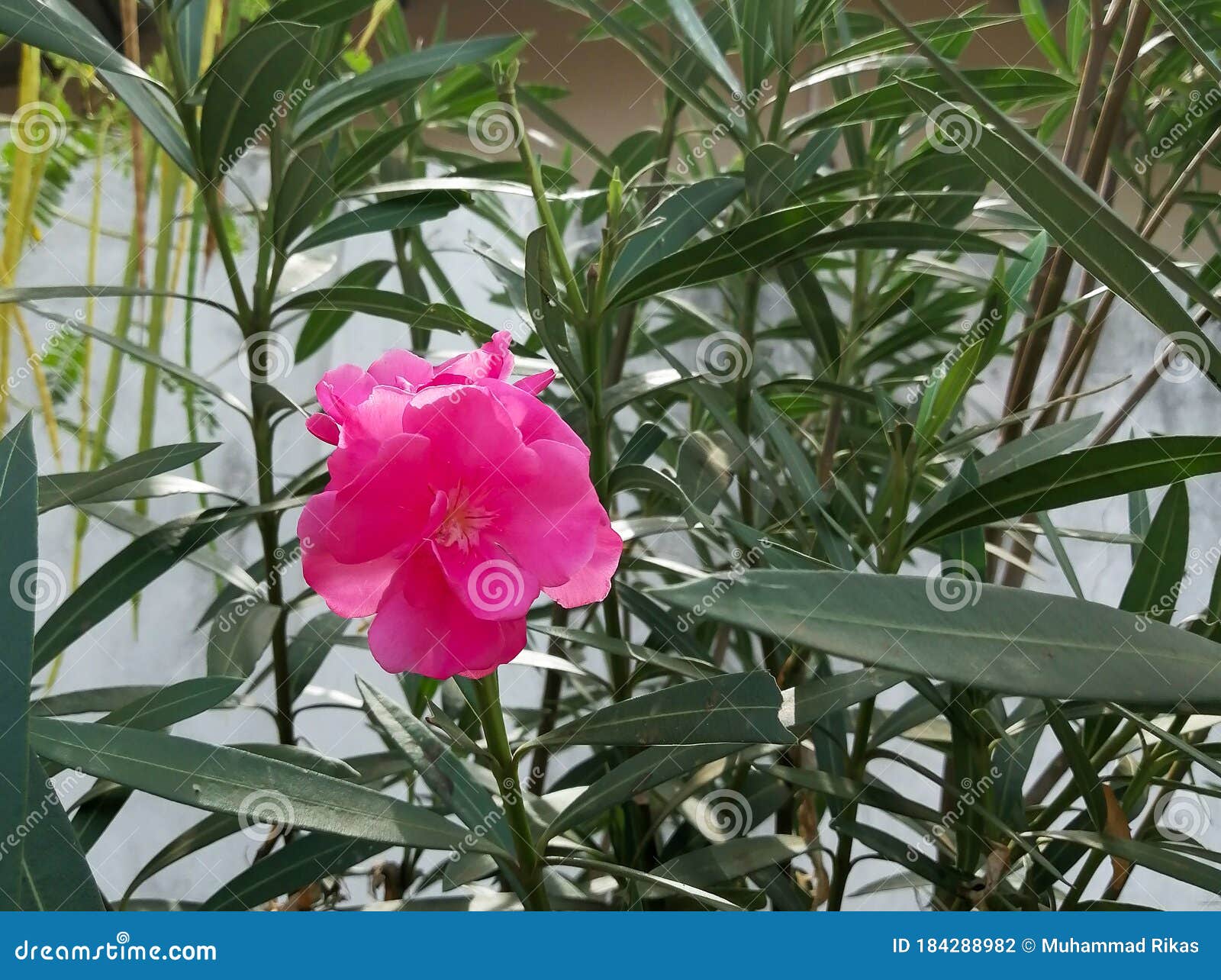 Flor Nerium Olender En La Planta Nerium Olender. Foto de archivo ...
