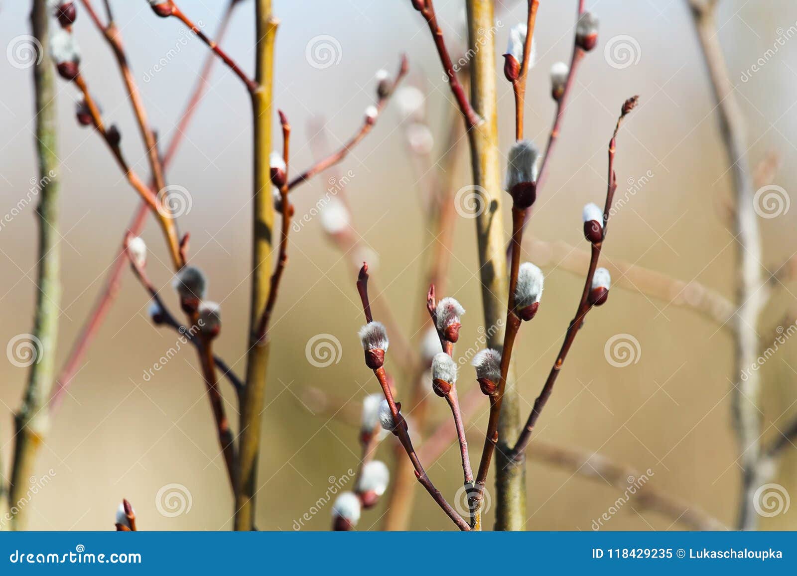 Flor Nova Do Salgueiro De Bichano, Caprea Do Salix, Tempo De Mola ...