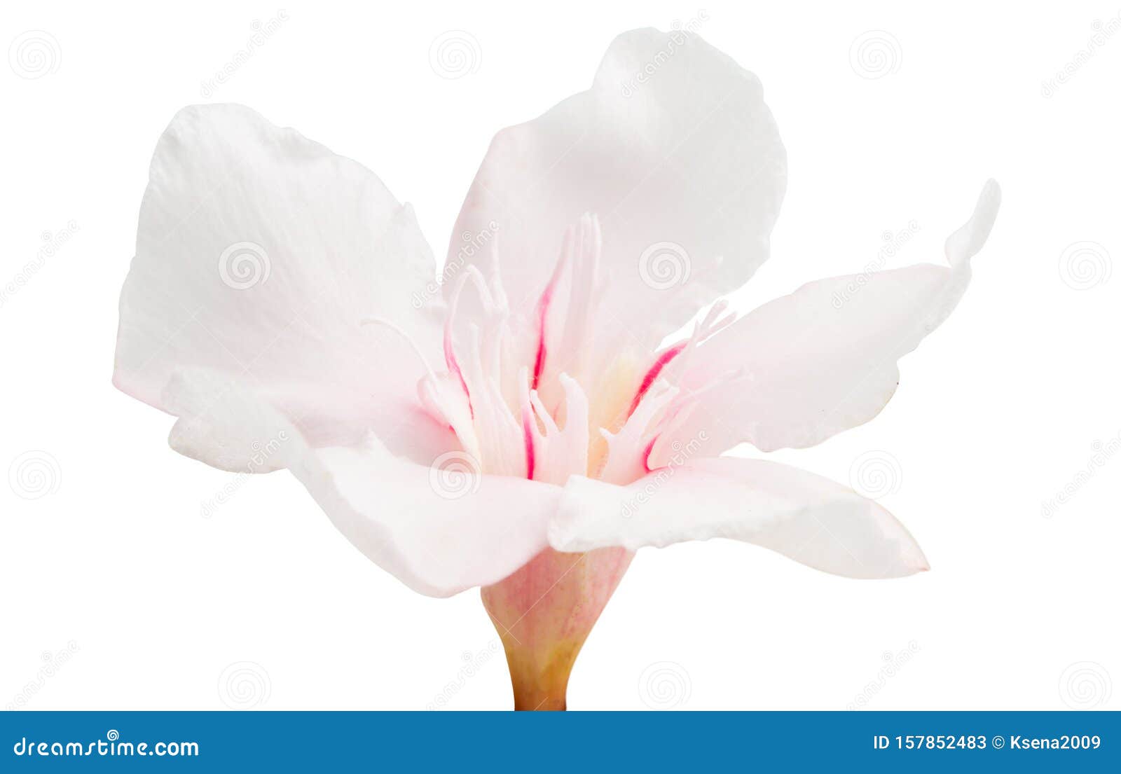 Flor oleandro isolada imagem de stock. Imagem de jardim - 157852483