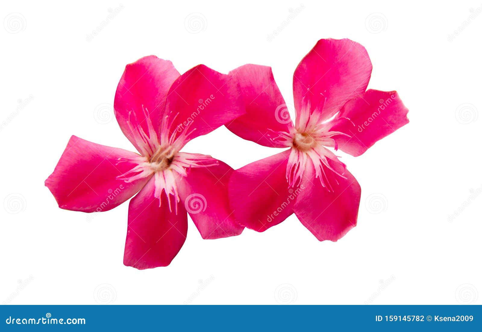 Flor oleandro isolada foto de stock. Imagem de isolado - 159145782