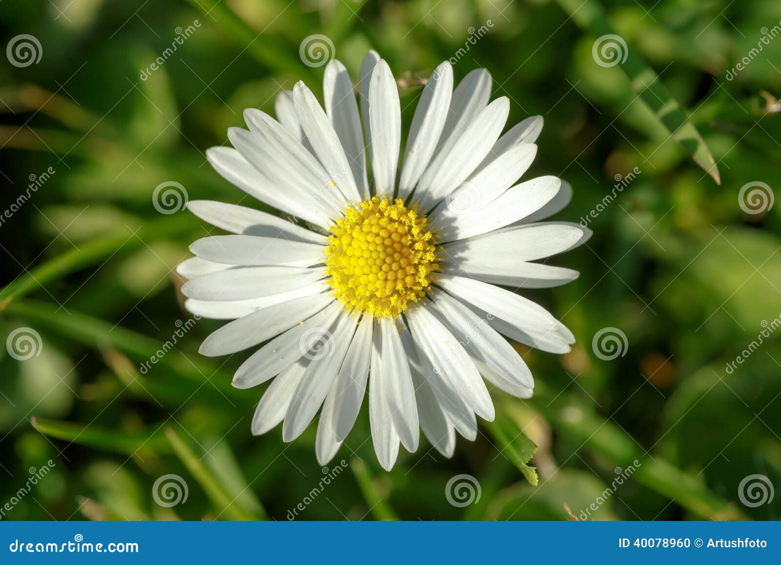 Flor pequena da margarida foto de stock. Imagem de floral - 40078960