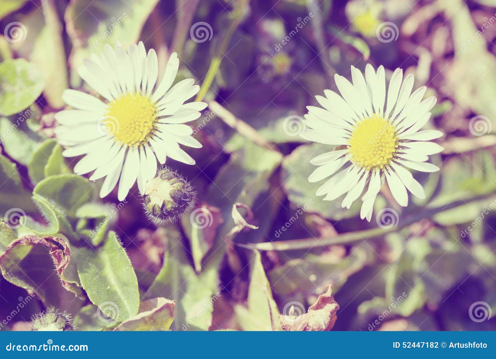 Flor Pequena Da Margarida Na Cor Abstrata Retro Foto de Stock - Imagem ...