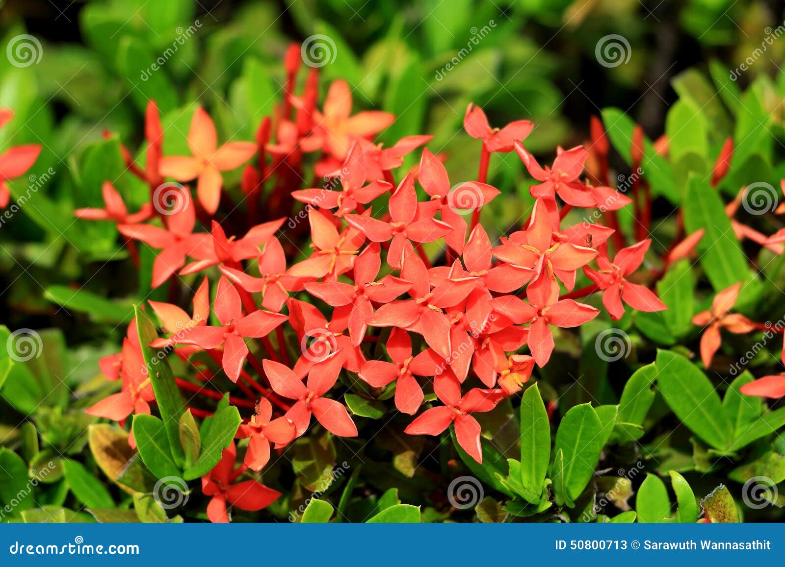 Flor Vermelha Pequena Nome - FDPLEARN