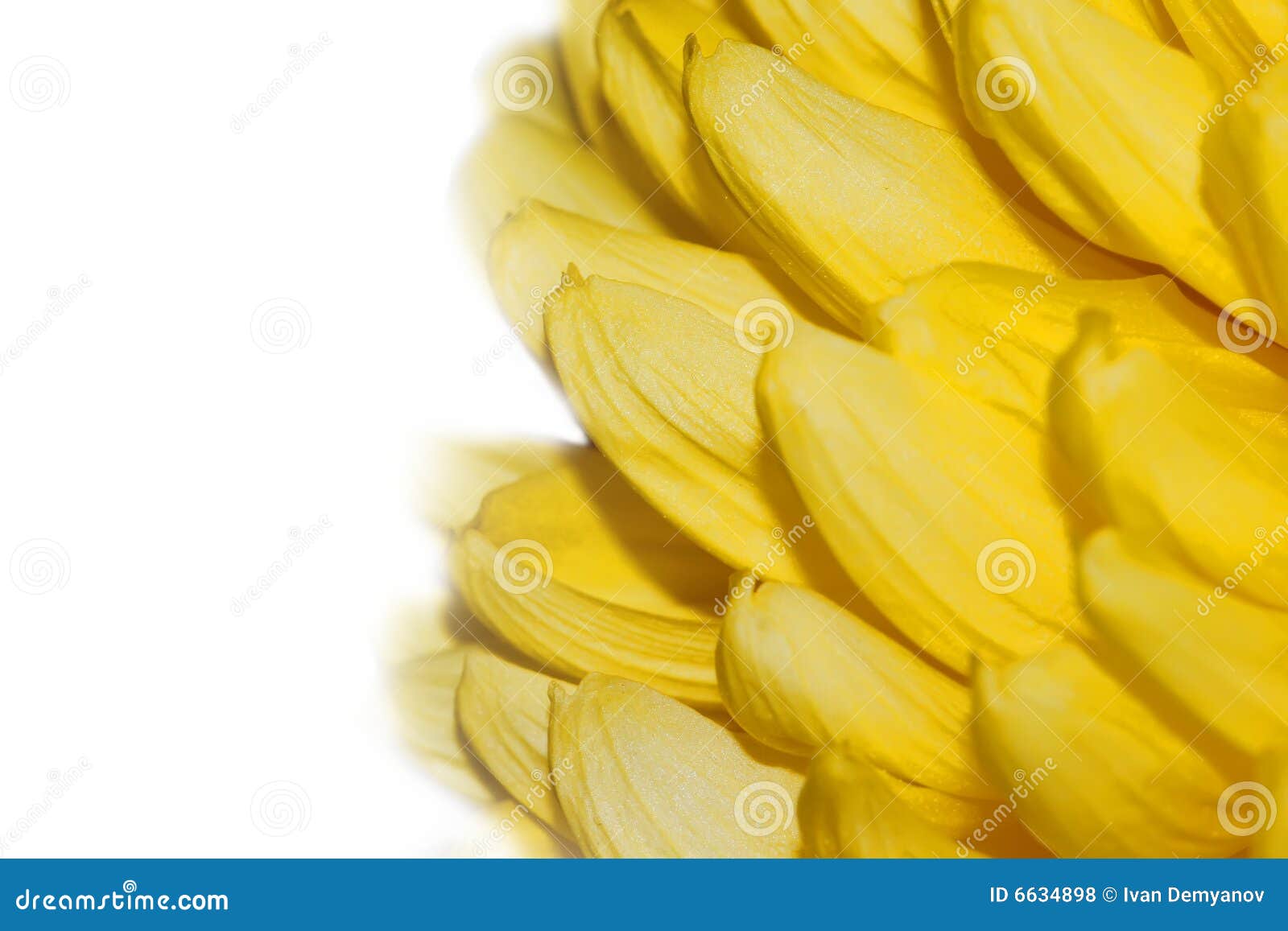 Flor Perfecta Imagen. Imagen: 6634898