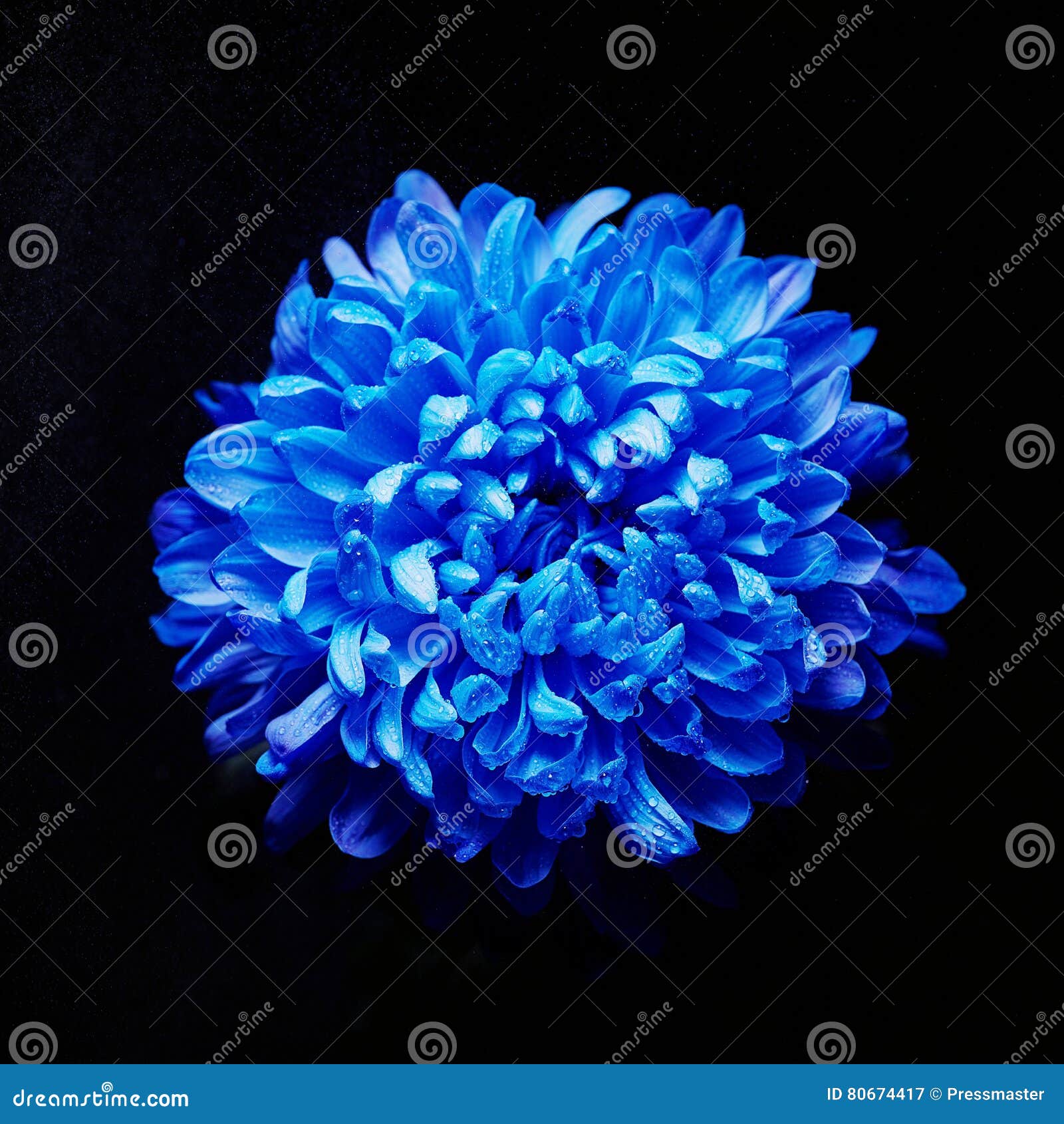 Flor perfecta imagen de archivo. Imagen de pureza, mojado - 80674417