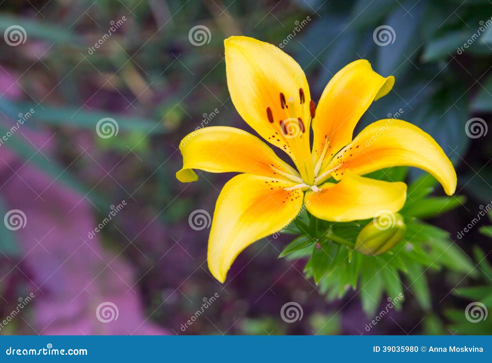 Flor perfecta del lirio foto de archivo. Imagen de floral - 39035980