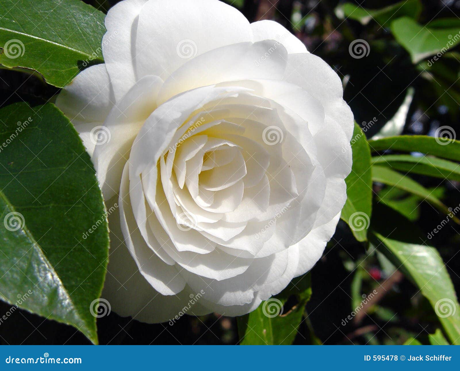 Flor perfeita foto de stock. Imagem de nave, camélia, planta - 595478