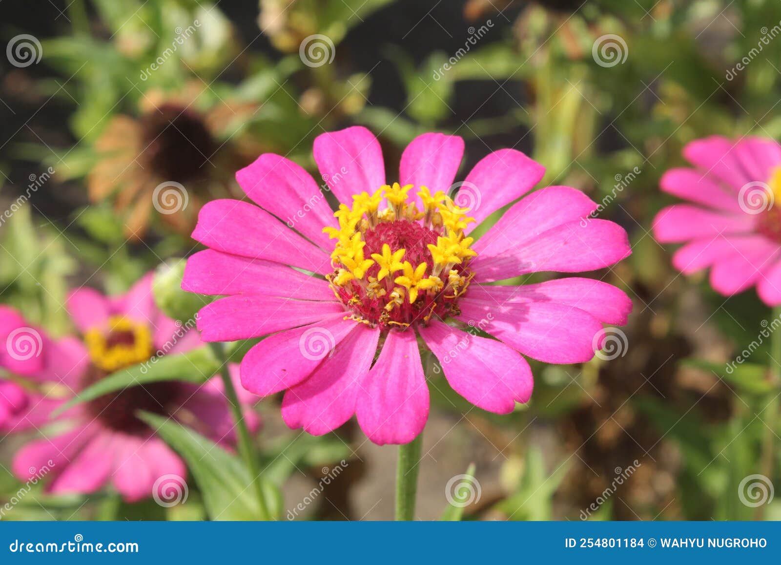 Flor peruana de zinnia foto de archivo. Imagen de prado - 254801184