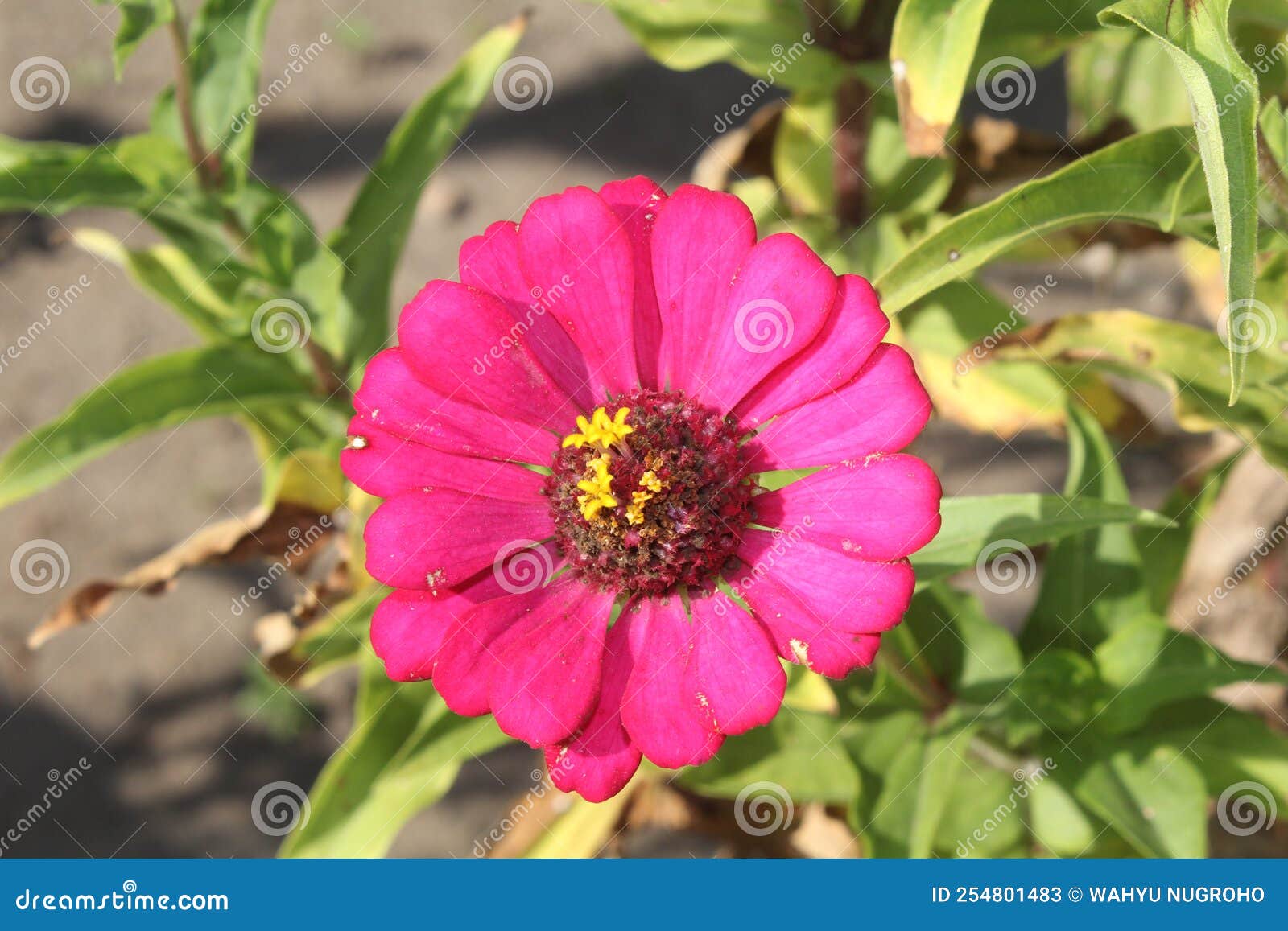 Flor peruana de zinnia imagen de archivo. Imagen de rojo - 254801483