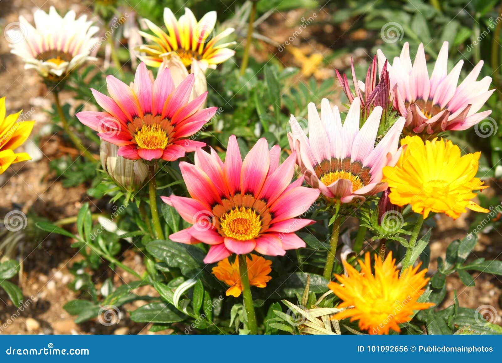 Flor, Planta, Flora, Planta De Floresc?ncia Imagem. Imagem: 101092656