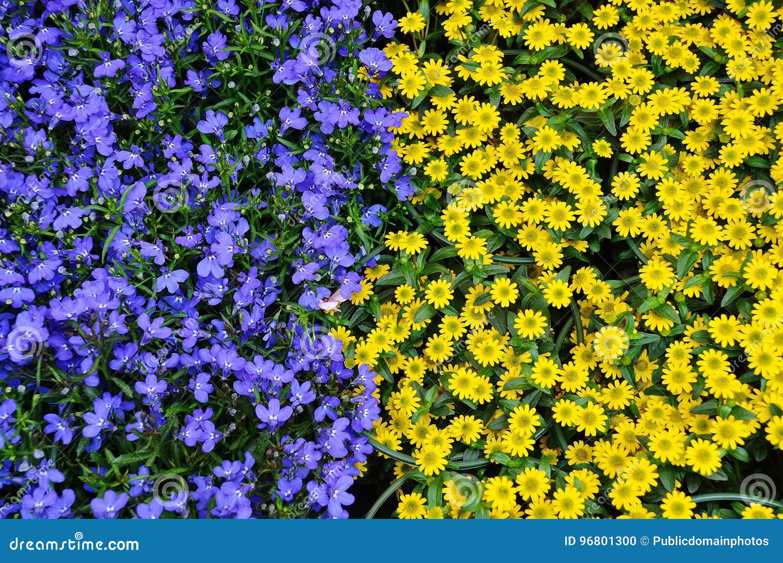 Flor, Planta, Flora, Planta De Floresc?ncia Imagem. Imagem: 96801300