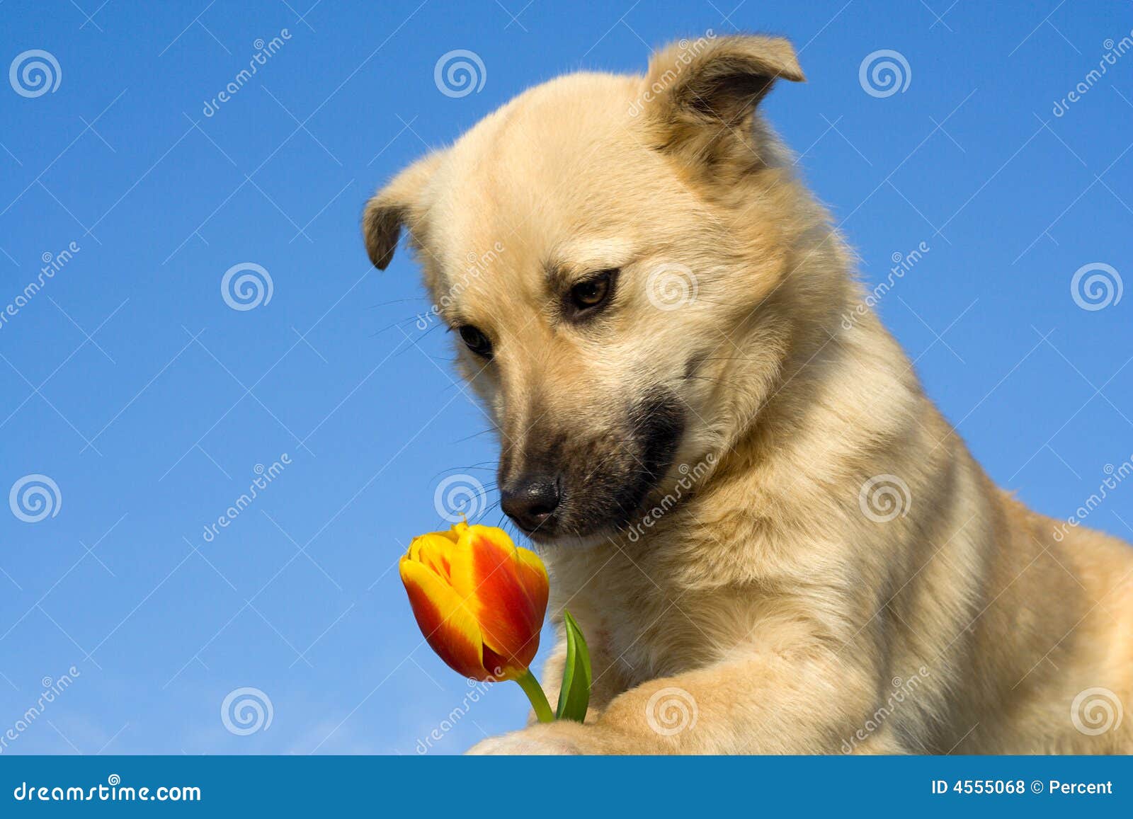 Flor Que Huele 1 Del Perro De Perrito Foto de archivo - Imagen de ...