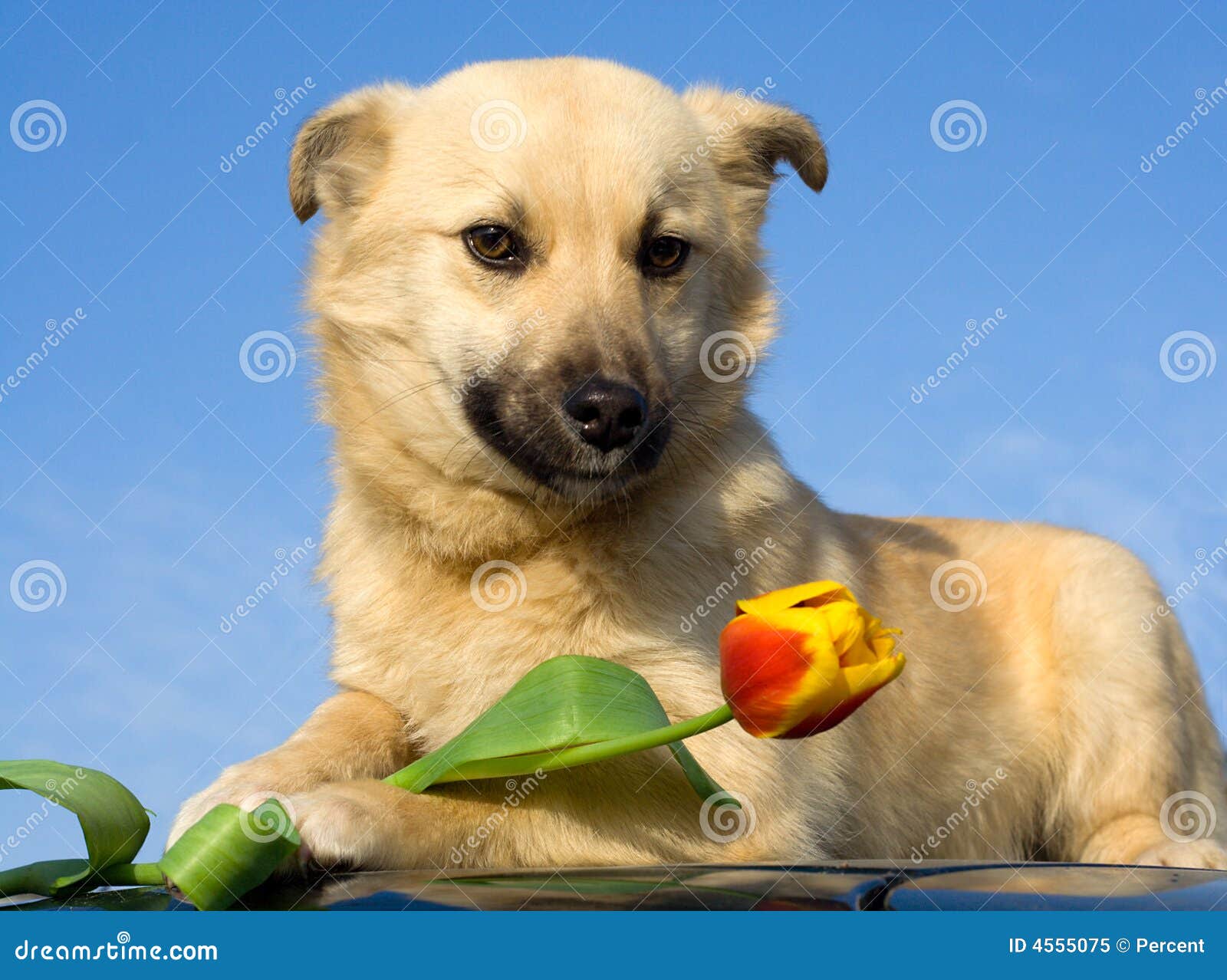 Flor Que Huele 1 Del Perro De Perrito Imagen de archivo - Imagen de ...