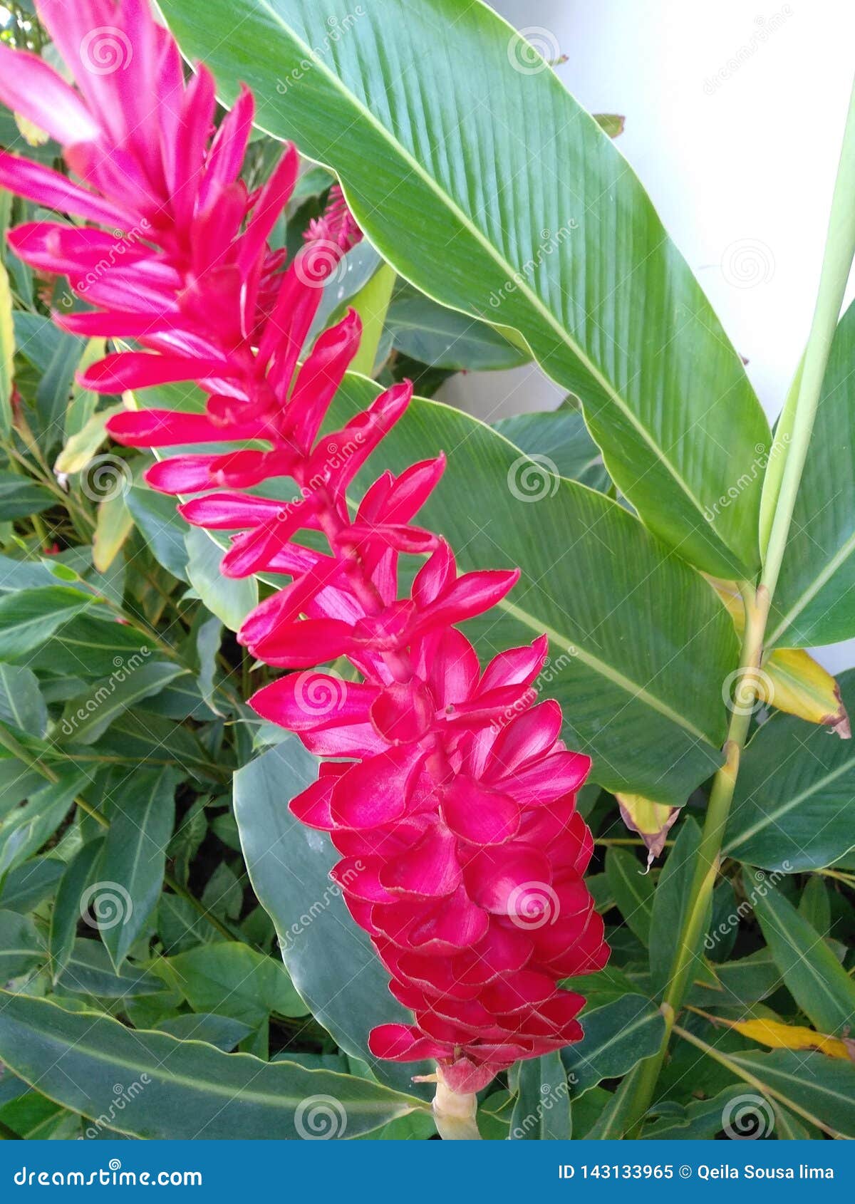 Flor De Cor Rosa, Com Um. Pink Flower with One Stock Image - Image of ...