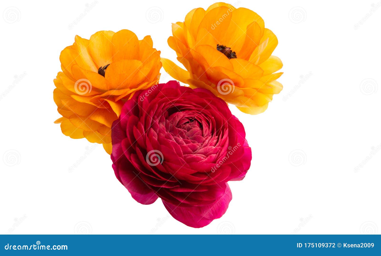 Flor ranunculus aislada foto de archivo. Imagen de floral - 175109372
